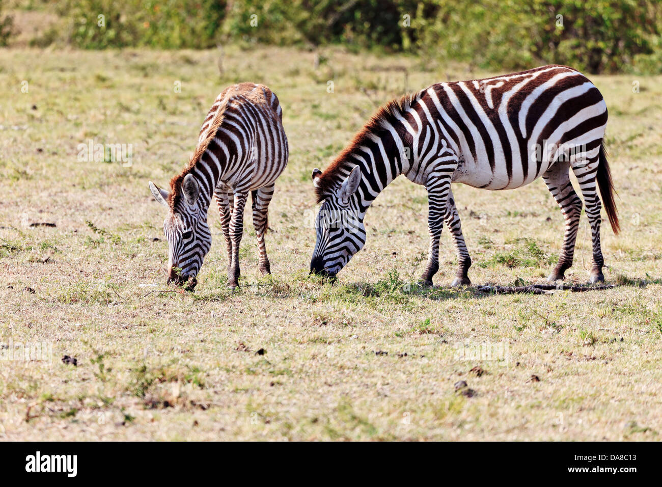 Zebra mom and calf Banque de photographies et d’images à haute ...