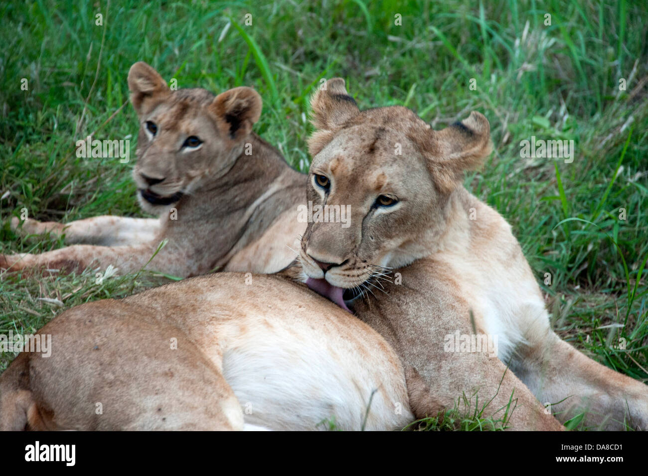 Corps de lion Banque de photographies et d’images à haute résolution ...