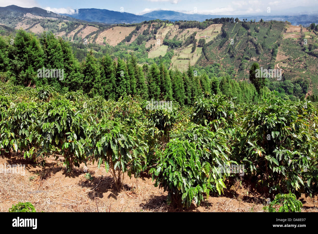 Café costa rica Banque de photographies et d’images à haute résolution ...