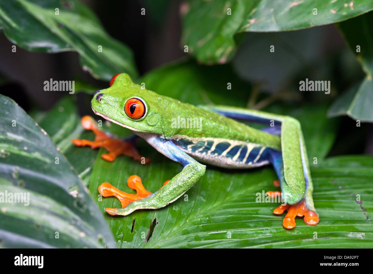 Grenouille aux yeux rouges Banque de photographies et d’images à haute ...
