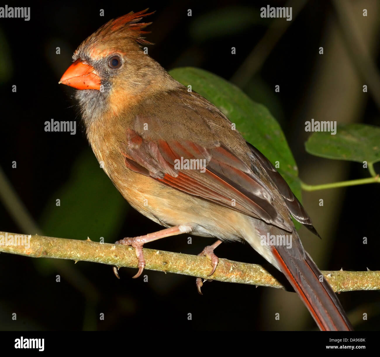 Cardinal rouge Banque de photographies et d’images à haute résolution ...