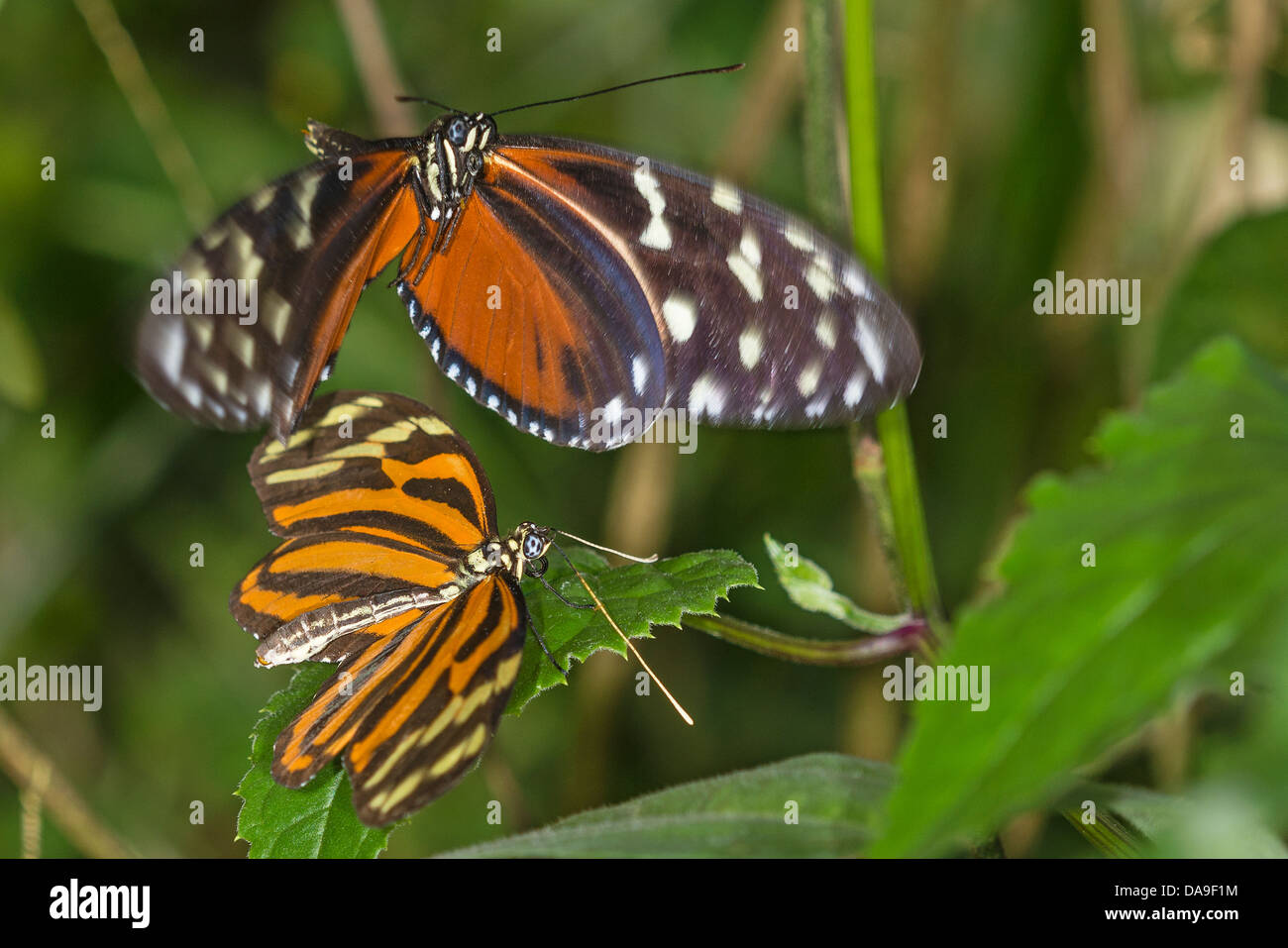 Accouplement paire de papillons Banque de photographies et d’images à ...