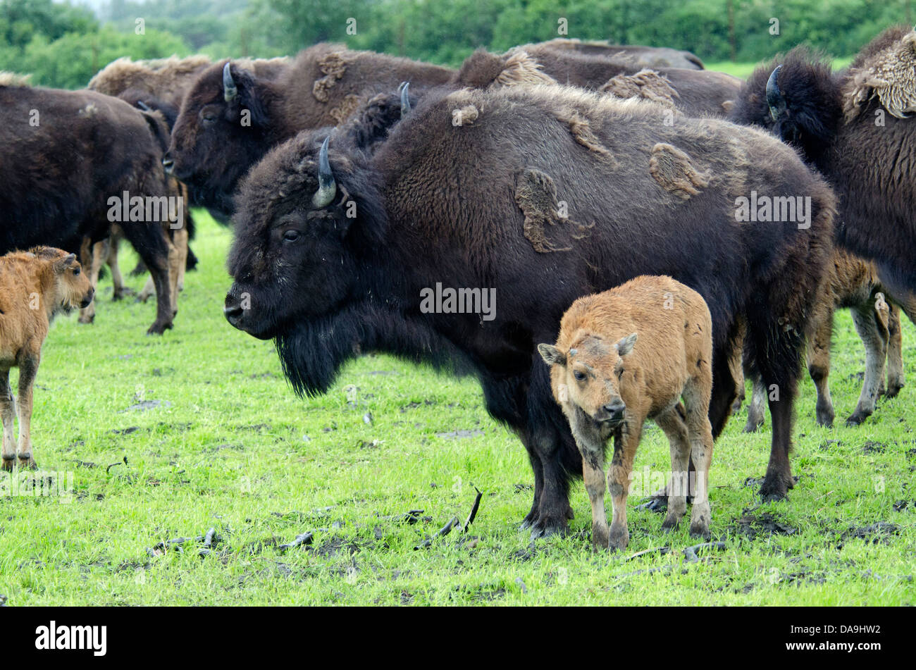 Wood Buffalo, buffalo, bébés, Bison bison athabascae,, l'Alaska, de la ...