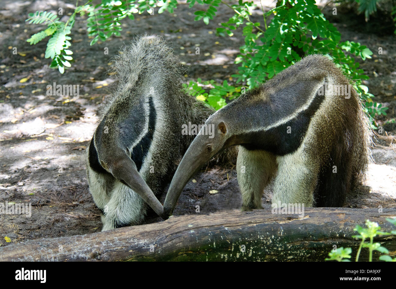 Tamanoir Myrmecophaga tridactyla géant, fourmilier, animal Photo Stock ...