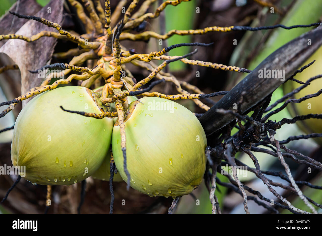 Coco fruit Banque de photographies et d’images à haute résolution - Alamy