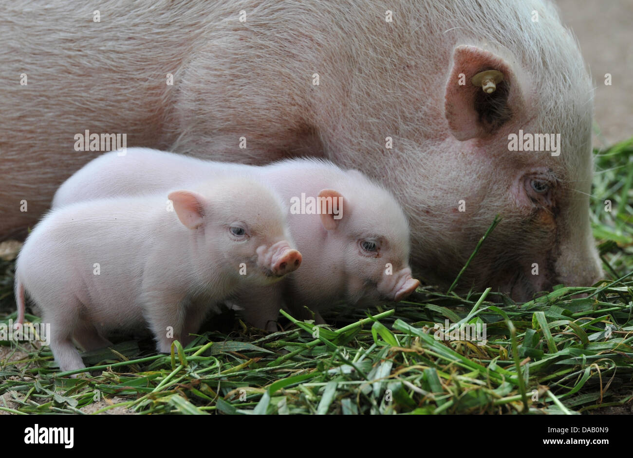 Cinq porcs miniatures, quatre filles et un garçon se tenir autour de ...