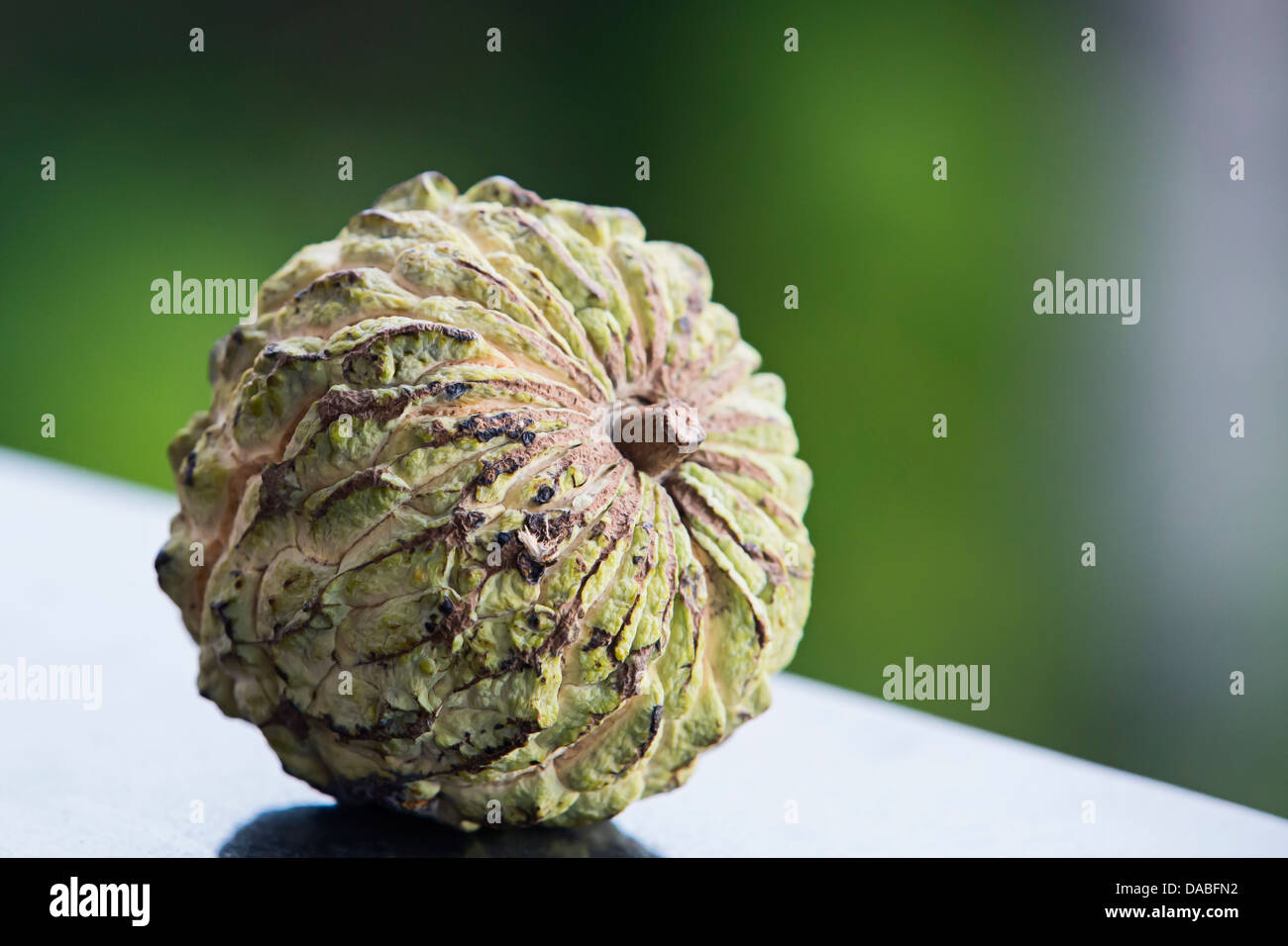 Pomme à sucre Banque de photographies et d’images à haute résolution ...