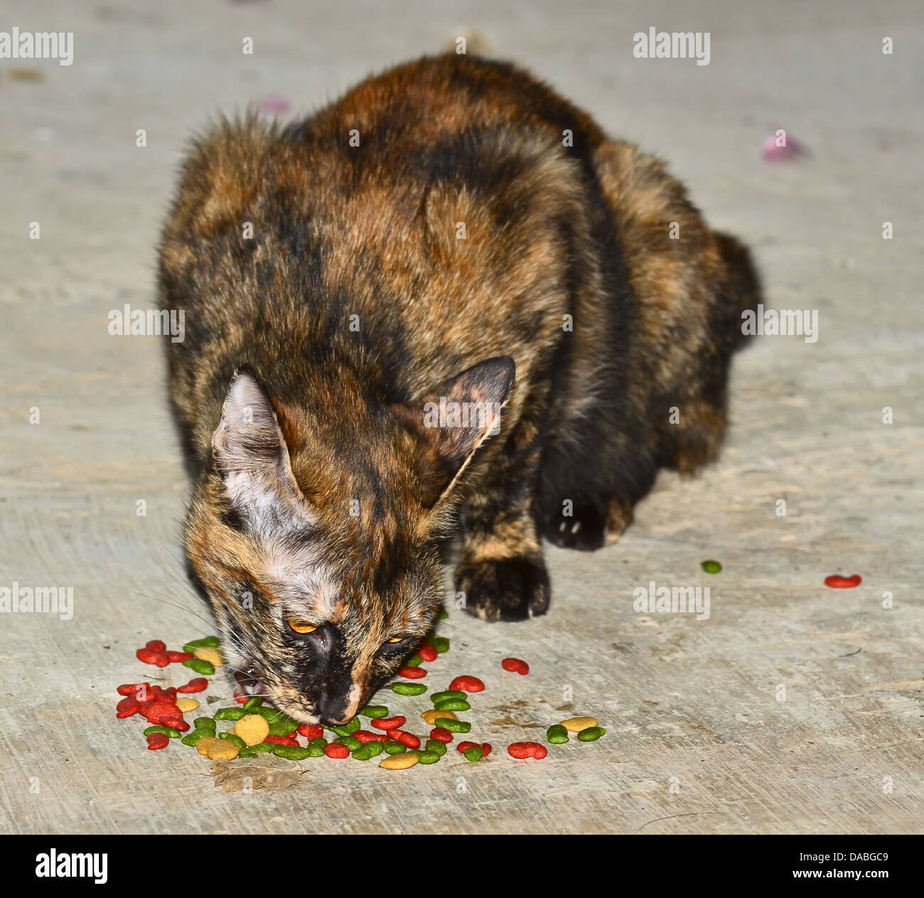 Chat en train de manger Banque de photographies et d’images à haute ...
