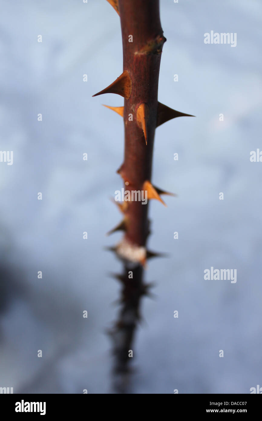 Épines de roses Banque de photographies et d’images à haute résolution ...