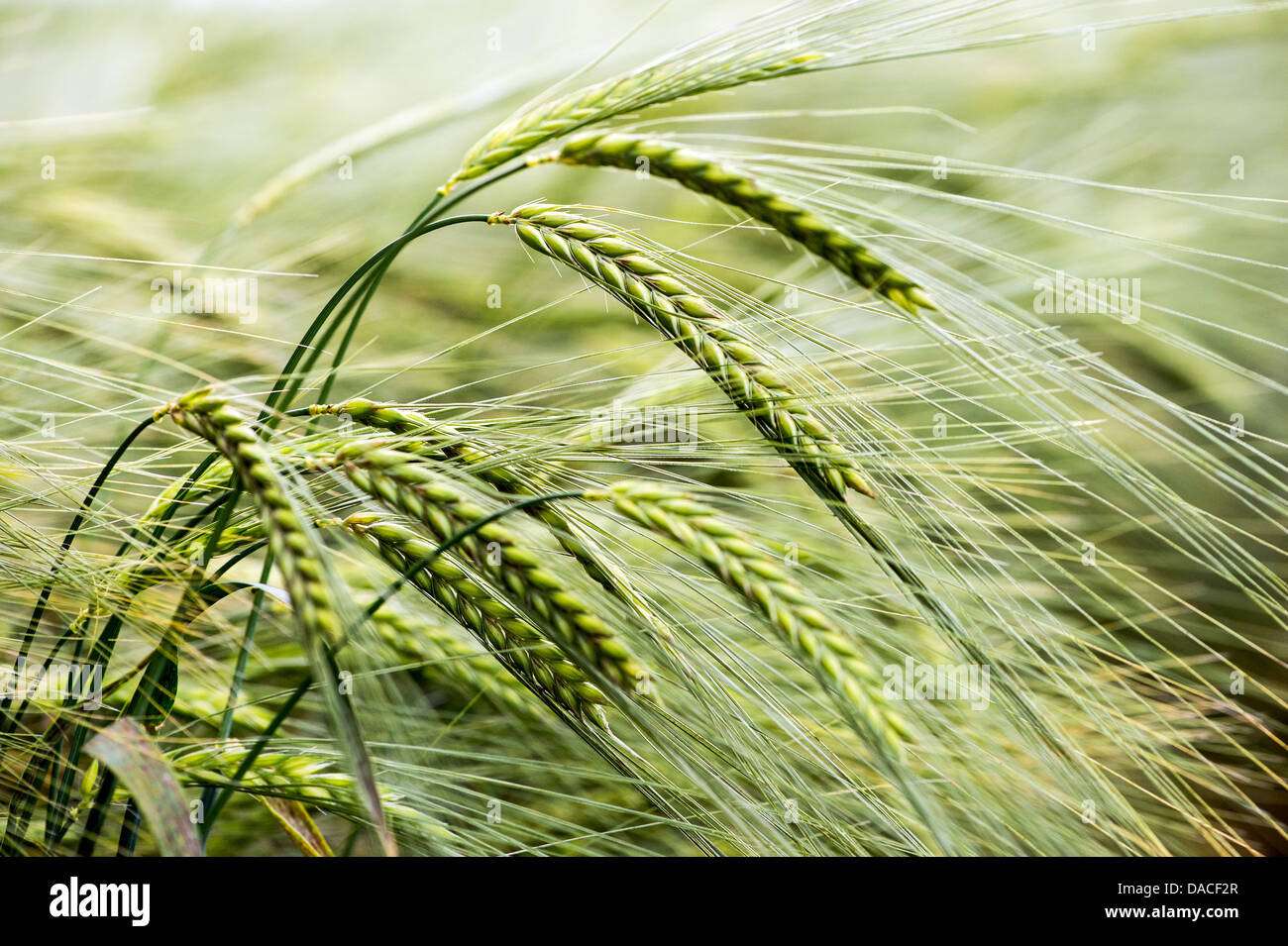 Vert d'orge Banque de photographies et d’images à haute résolution - Alamy