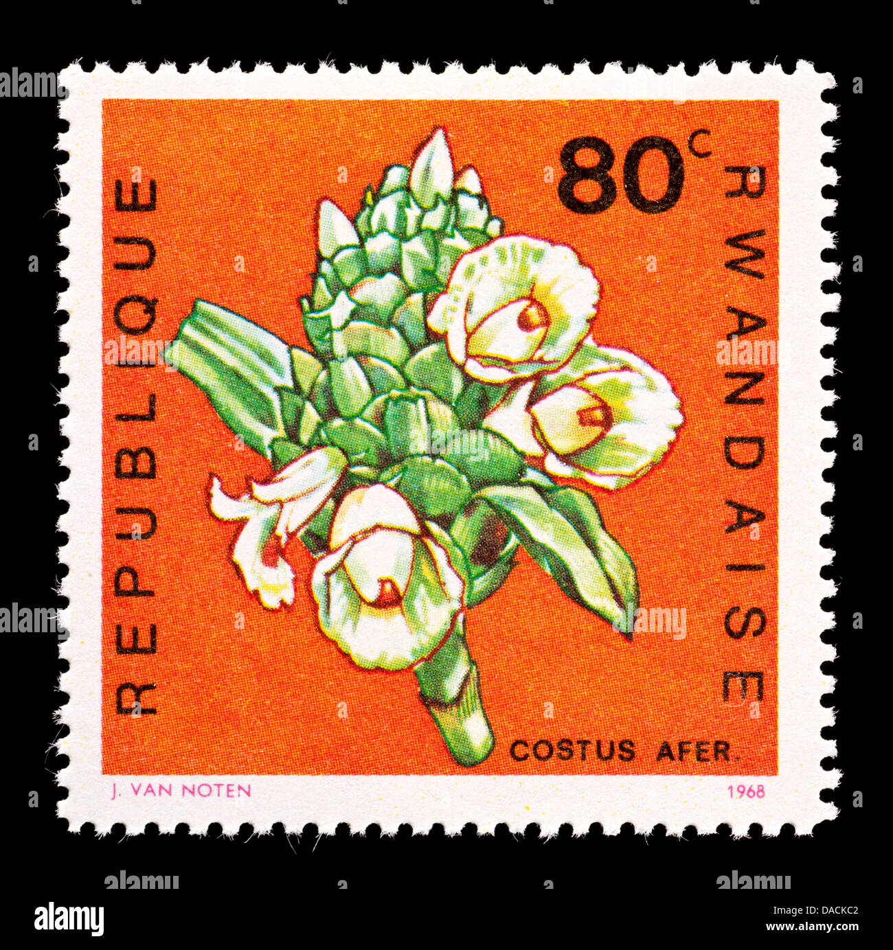 Costus afer Banque de photographies et d’images à haute résolution - Alamy