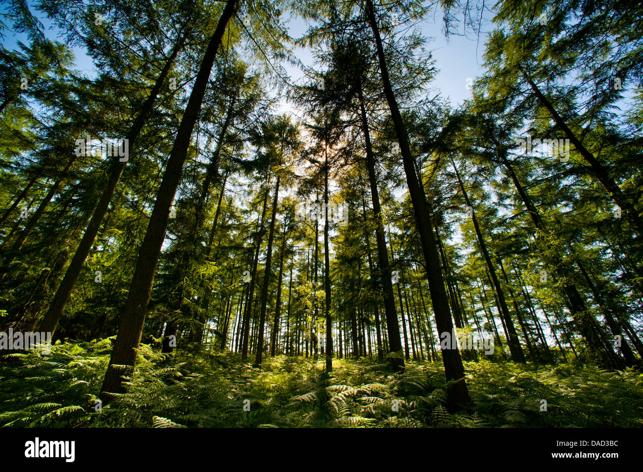 Mortimer forest Banque de photographies et d’images à haute résolution ...