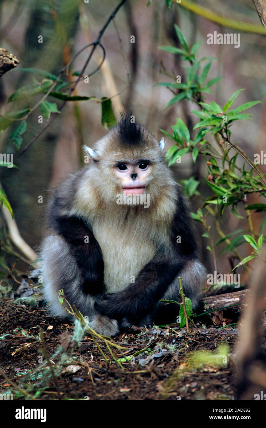 Singe noir snub-nosed, Yunnan snub-nosed monkey (Rhinopithecus bieti), assis sur le sol, la ...