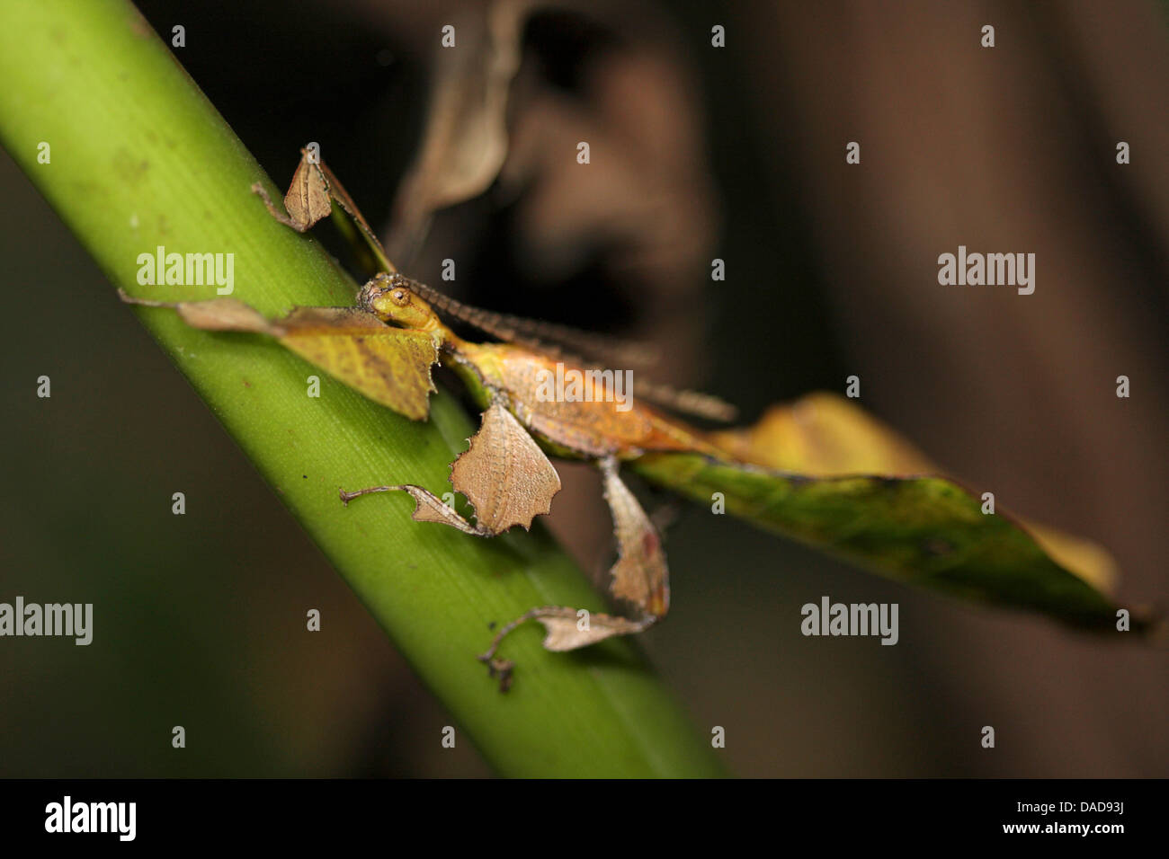 Javan, Leaf-Insect Phyllium bioculatum (insectes foliaires, Phyllium ...