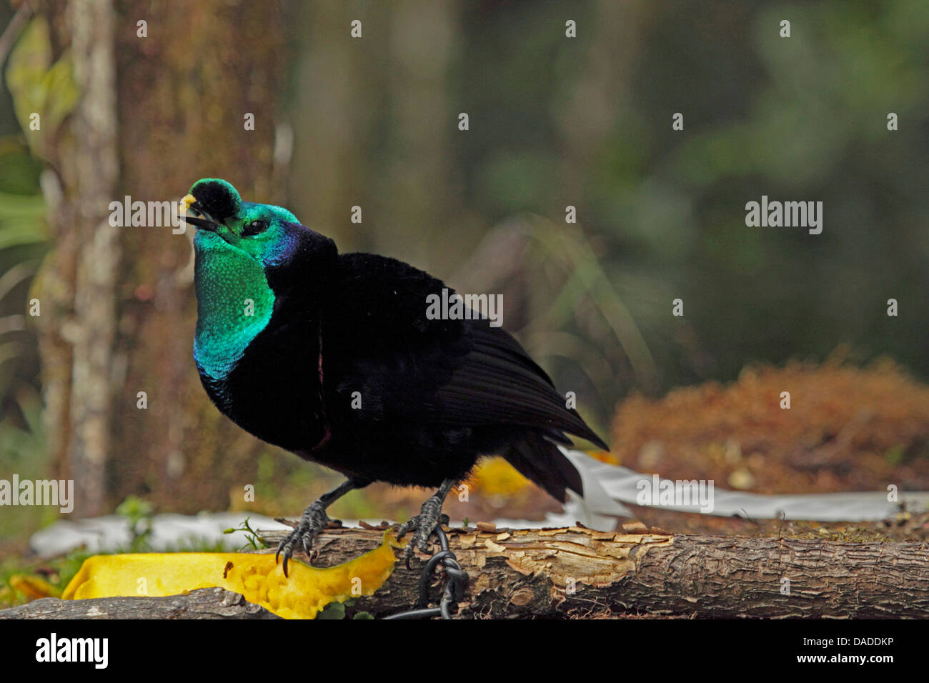À queue ruban oiseau du paradis (Astrapia mayeri), homme d'alimentation ...