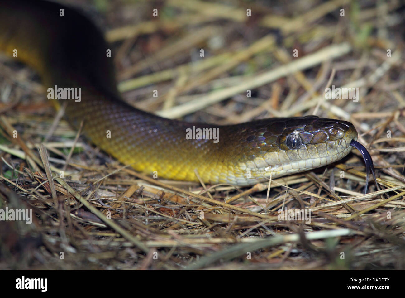 Olive python liasis olivaceus Banque de photographies et d’images à ...