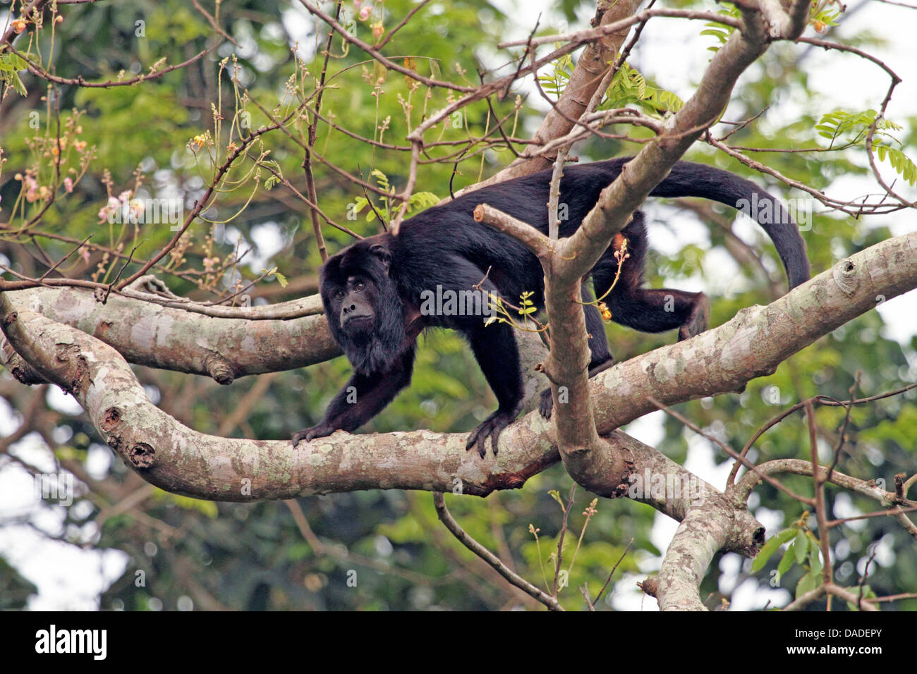 Singe hurleur noir (Alouatta caraya), marche à pied mâle en arbre ...