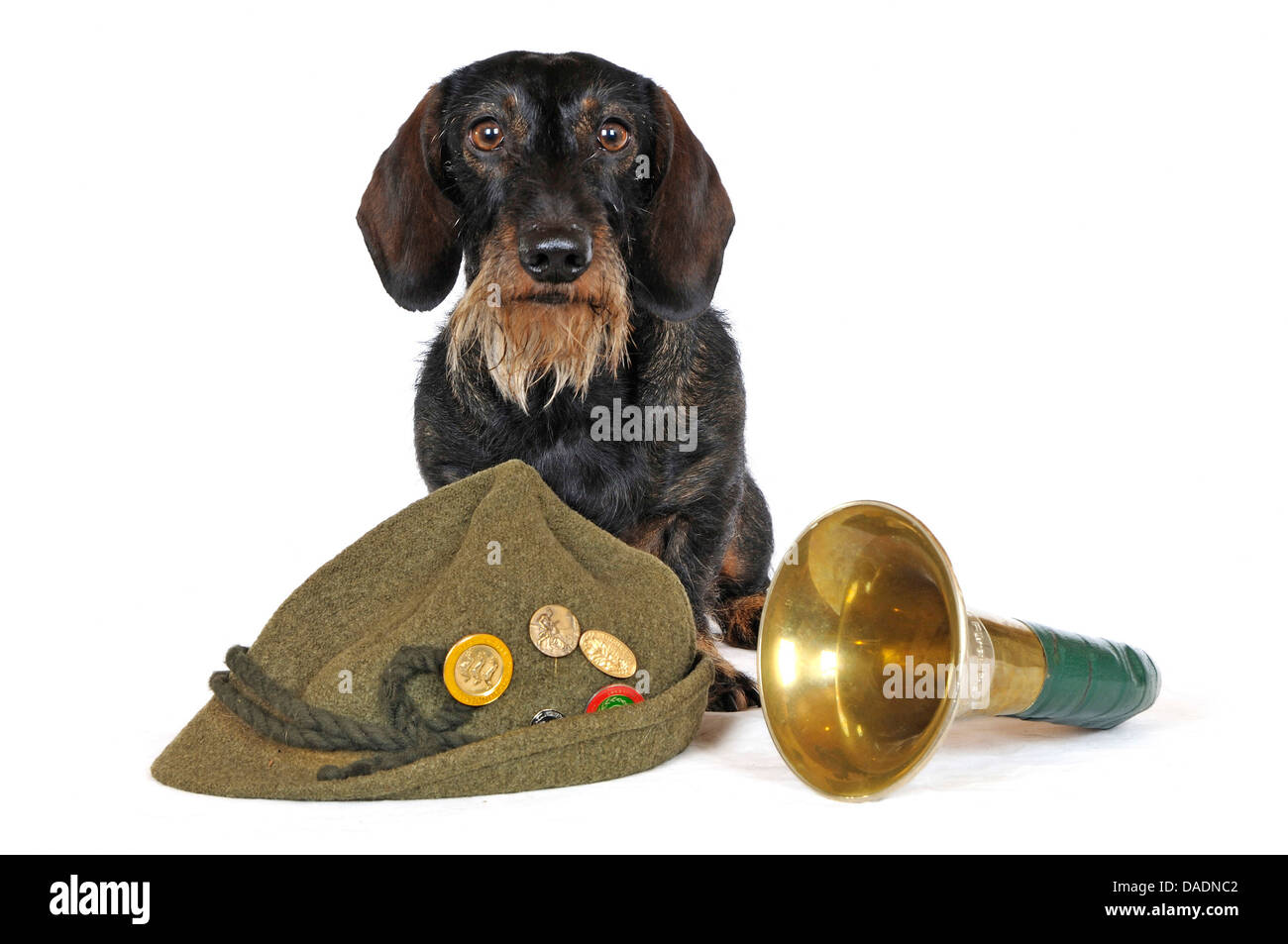 Teckel à poil dur, chien saucisse à poil dur, chien domestique (Canis ...