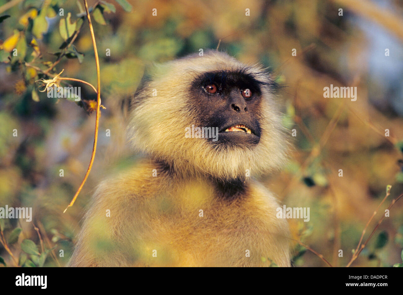 Langur avec des expressions faciales Banque de photographies et d ...