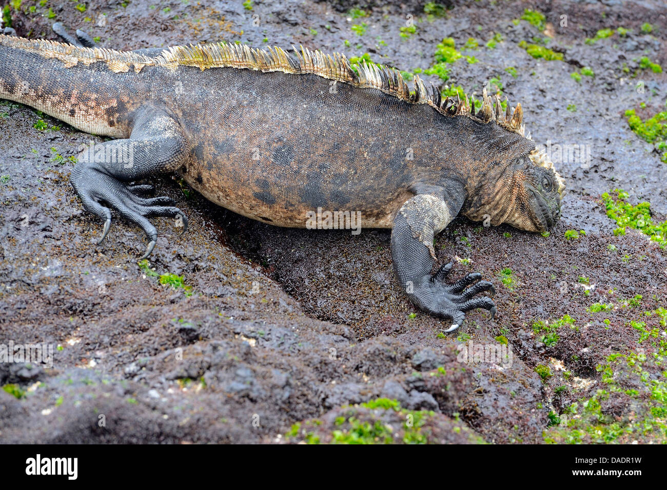 Isabela iguane marin (Amblyrhynchus cristatus albemarlensis ...