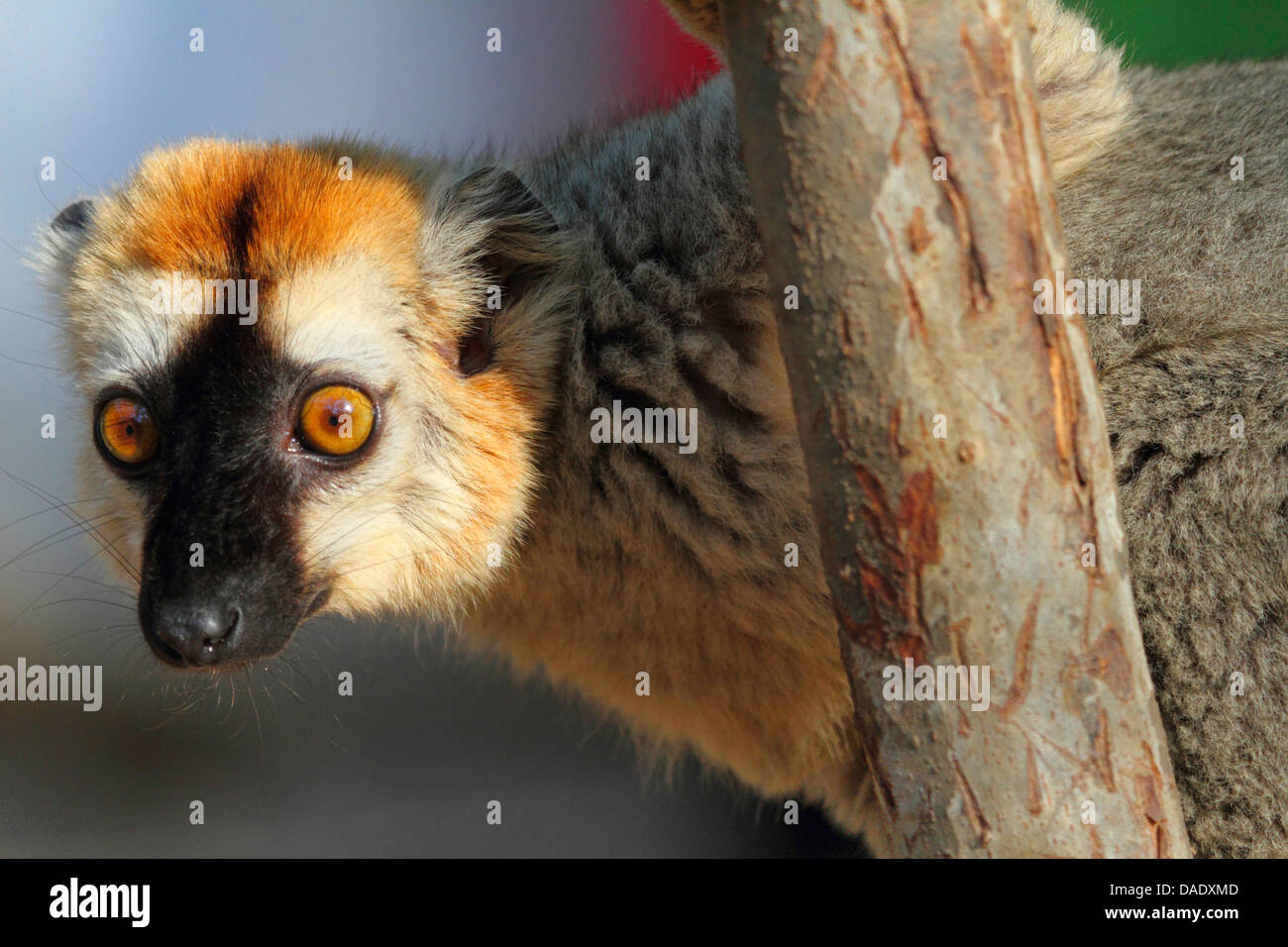 Lémurien à front rouge Banque de photographies et d’images à haute ...