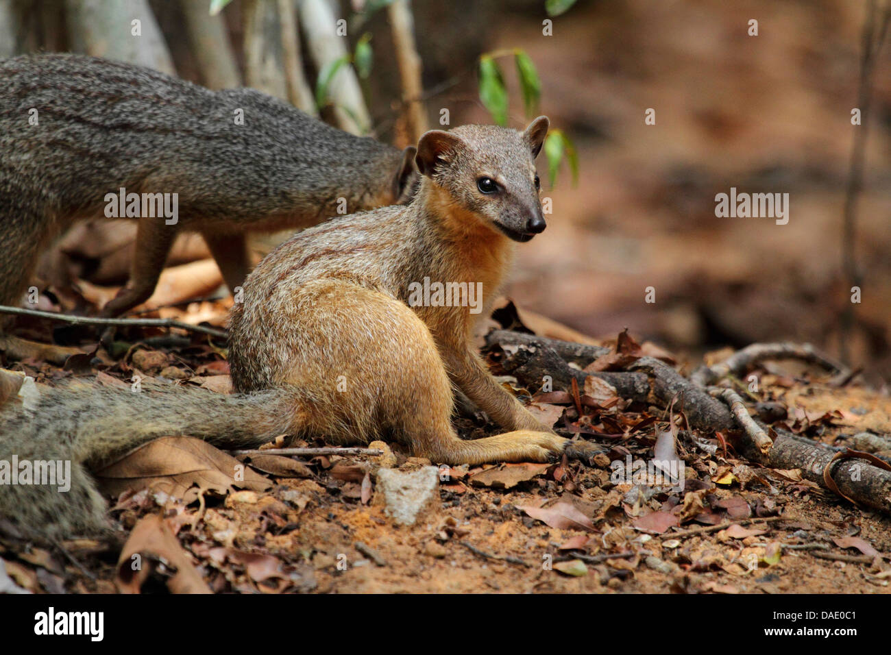 La mangouste à rayures étroites, à rayures étroites malgache mongoose ...