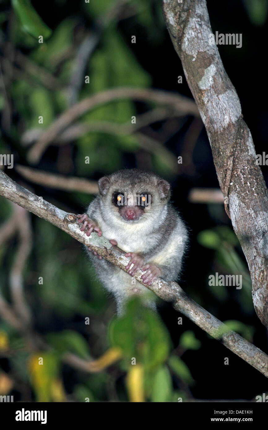Petit lémurien nain, Fat-tailed dwarf lemur (Cheirogaleus medius ...