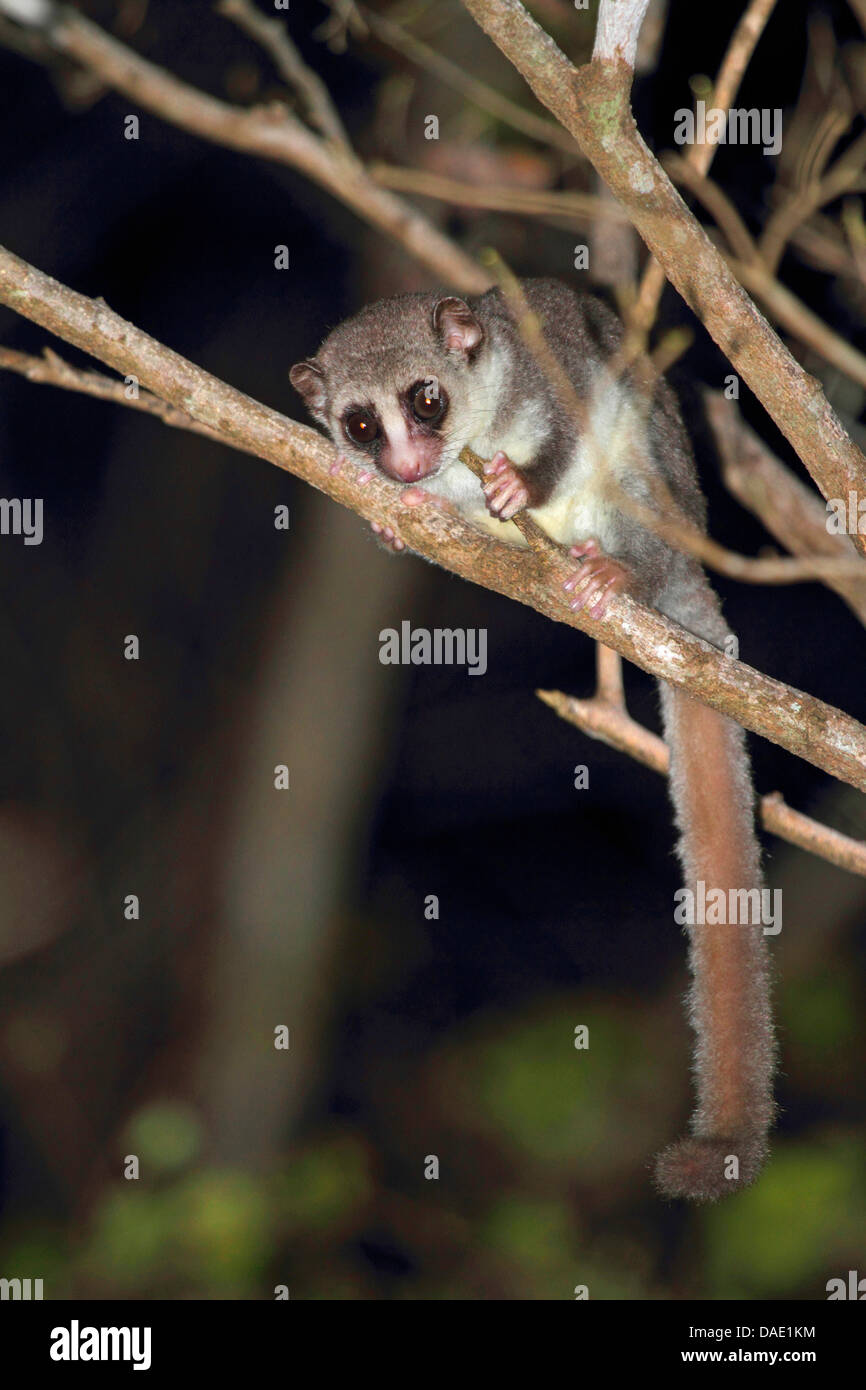 Petit lémurien nain, Fat-tailed dwarf lemur (Cheirogaleus medius ...