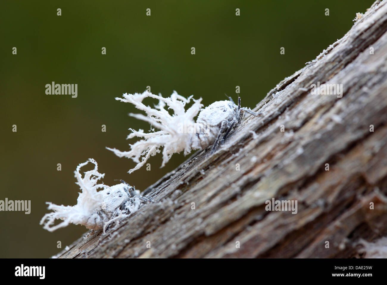 Flattid Flatid malgache, Bug bug Leaf, la cicadelle (Phromnia Rose ...