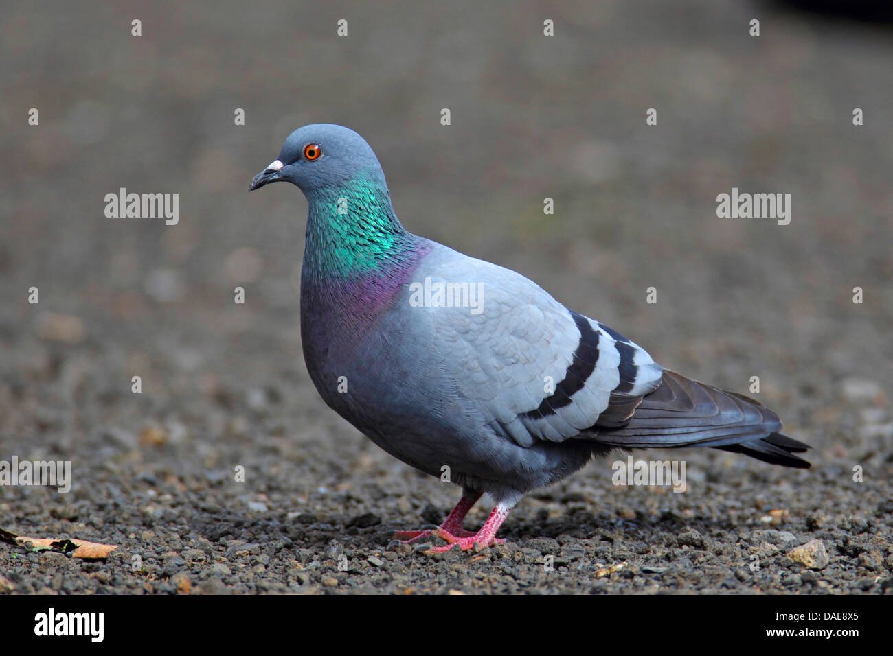 Pigeon Biset Banque d'image et photos - Alamy