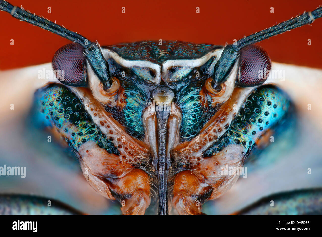 Bug de brassica Banque de photographies et d’images à haute résolution ...