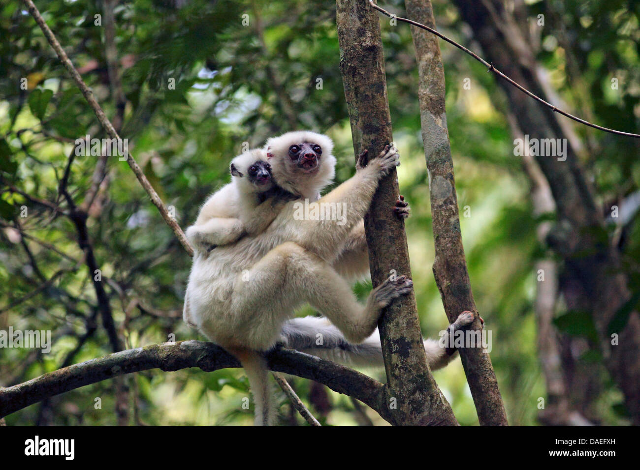 Propithecus candidus Banque de photographies et d’images à haute ...