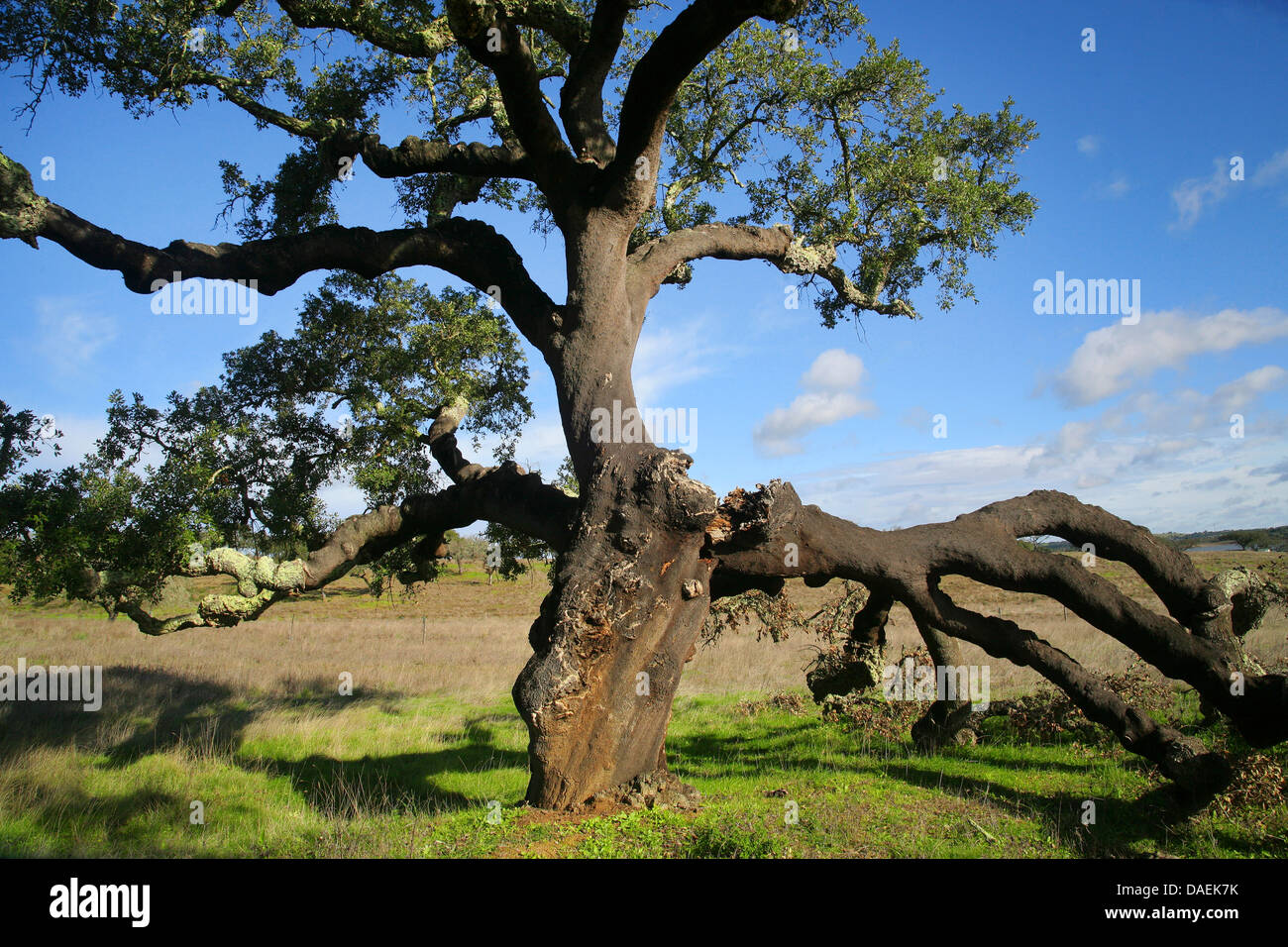Chêne-liège (Quercus suber), dans la lumière du matin, Portugal ...