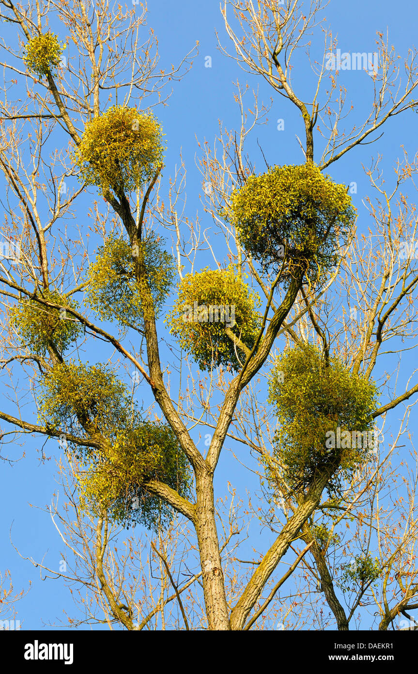 Un Arbre Avec Gui Banque d'image et photos - Alamy