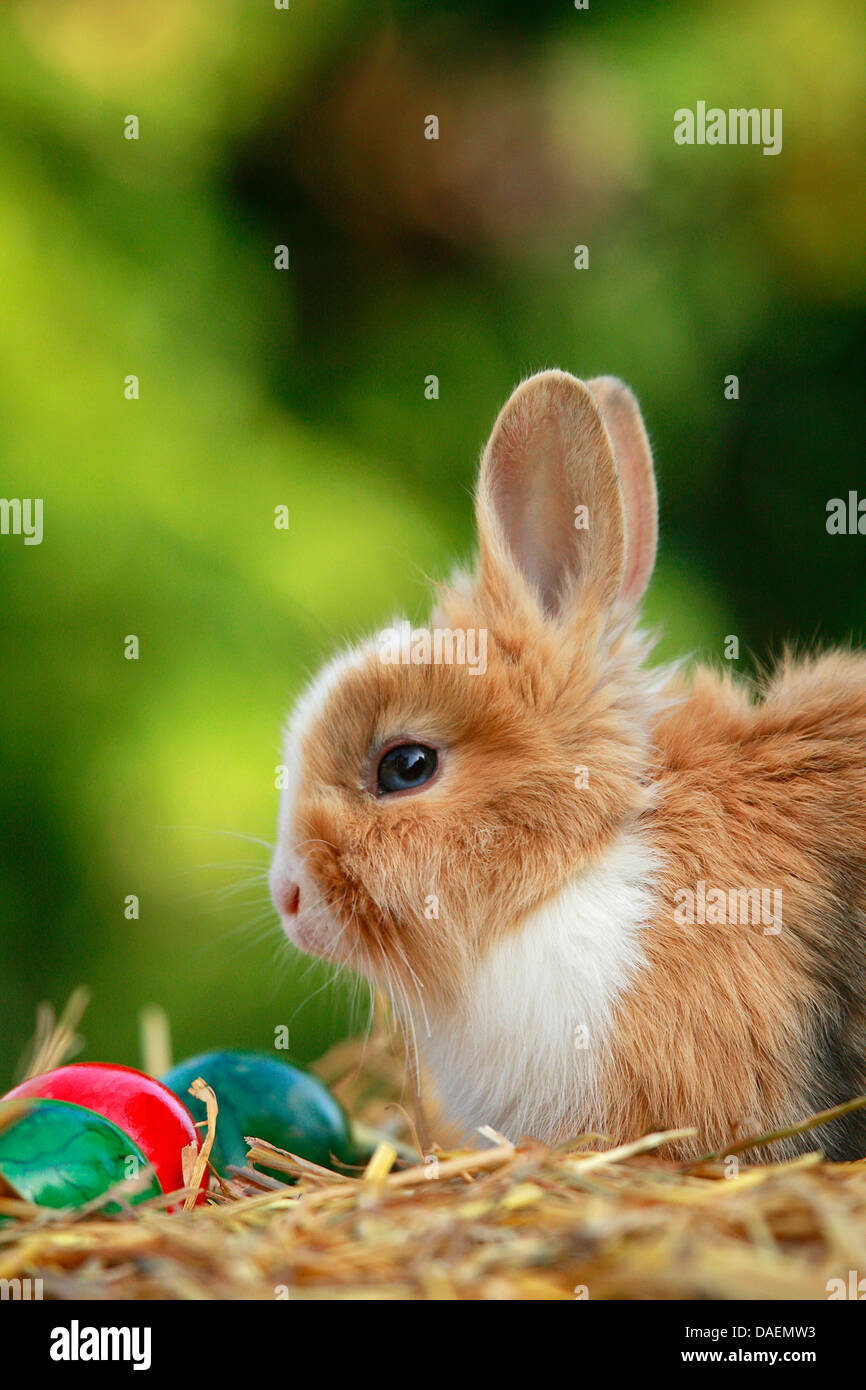 Half portrait hare Banque de photographies et d’images à haute résolution - Alamy