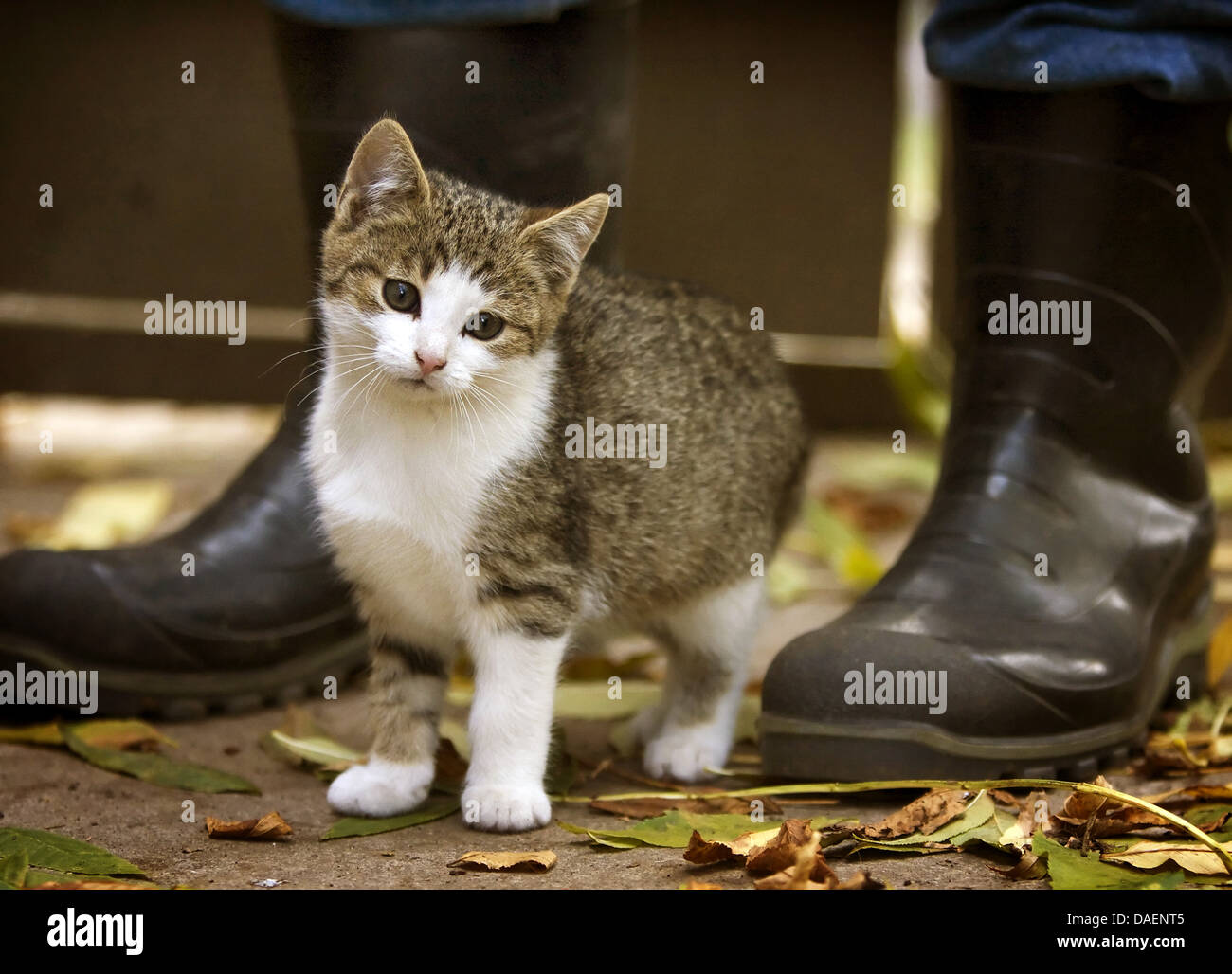 Chaton debout aux pieds de porter des bottes en caoutchouc Banque de ...