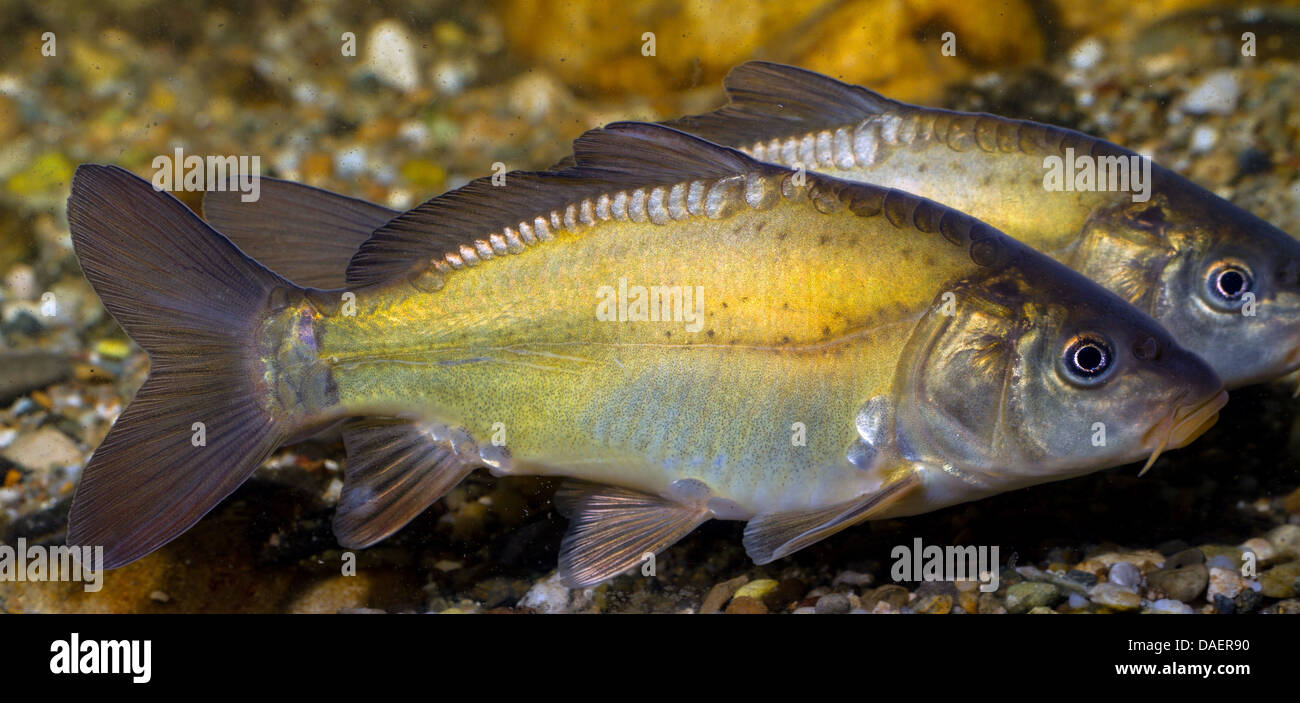 Mirror carp cyprinus carpio Banque de photographies et d’images à haute ...