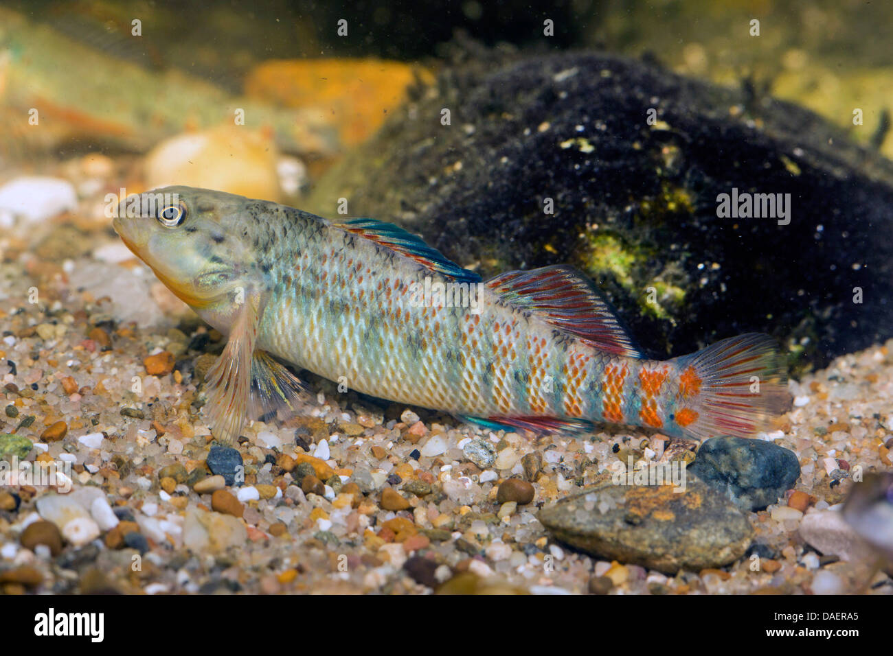 Le dard arc-en-ciel (Etheostoma caeruleum), 7 cm de long à l'homme de ...