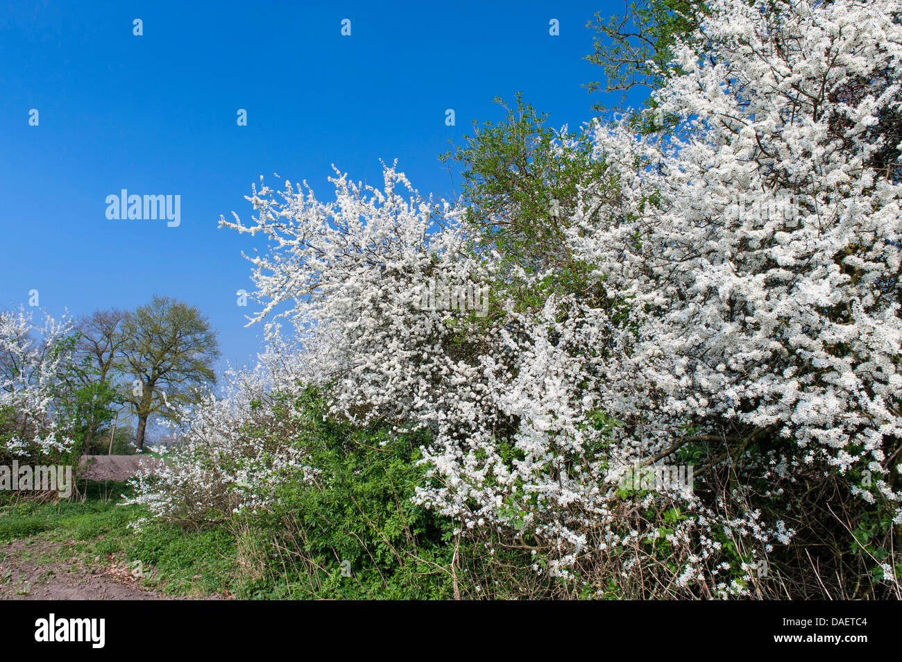Paysage de prunus spinosa Banque de photographies et d’images à haute ...
