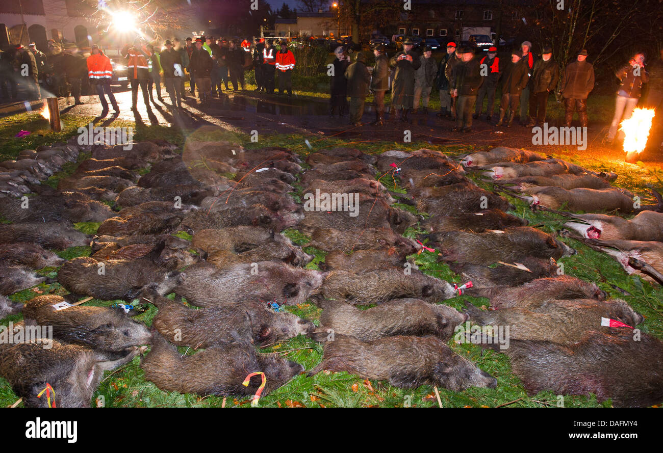 Sangliers mort nombreux Banque de photographies et d’images à haute ...