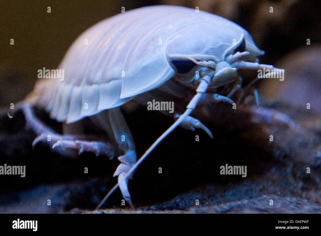 Giant isopod Banque de photographies et d’images à haute résolution - Alamy