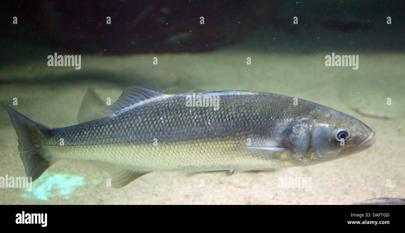 Dicentrarchus labrax Banque de photographies et d’images à haute ...