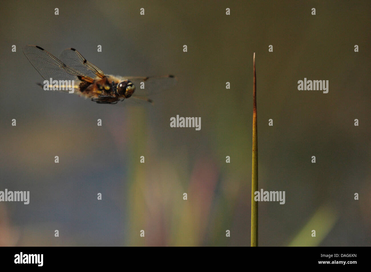 Libellule en vol Banque de photographies et d’images à haute résolution ...