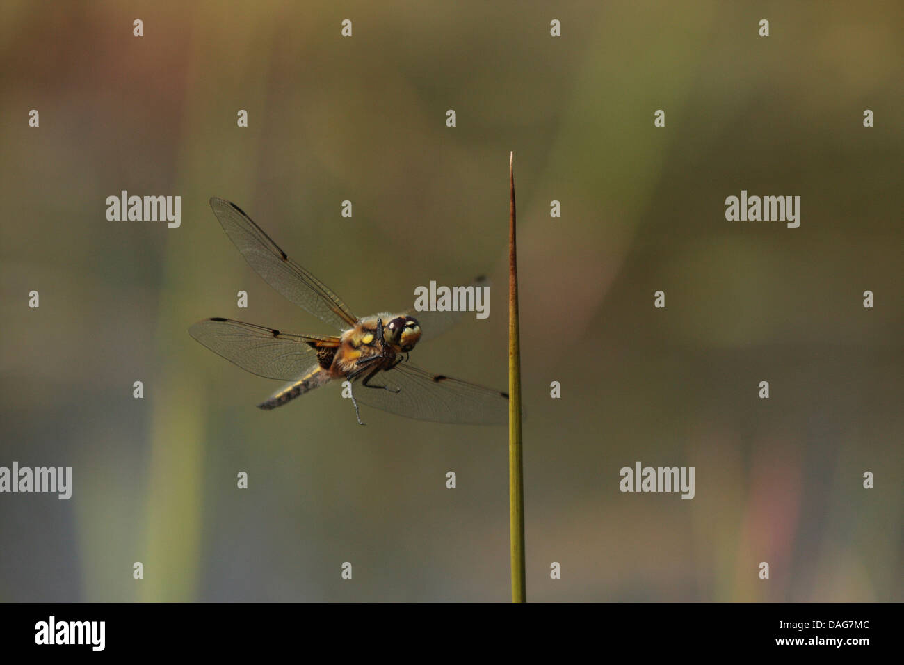 Libellule en vol Banque de photographies et d’images à haute résolution ...