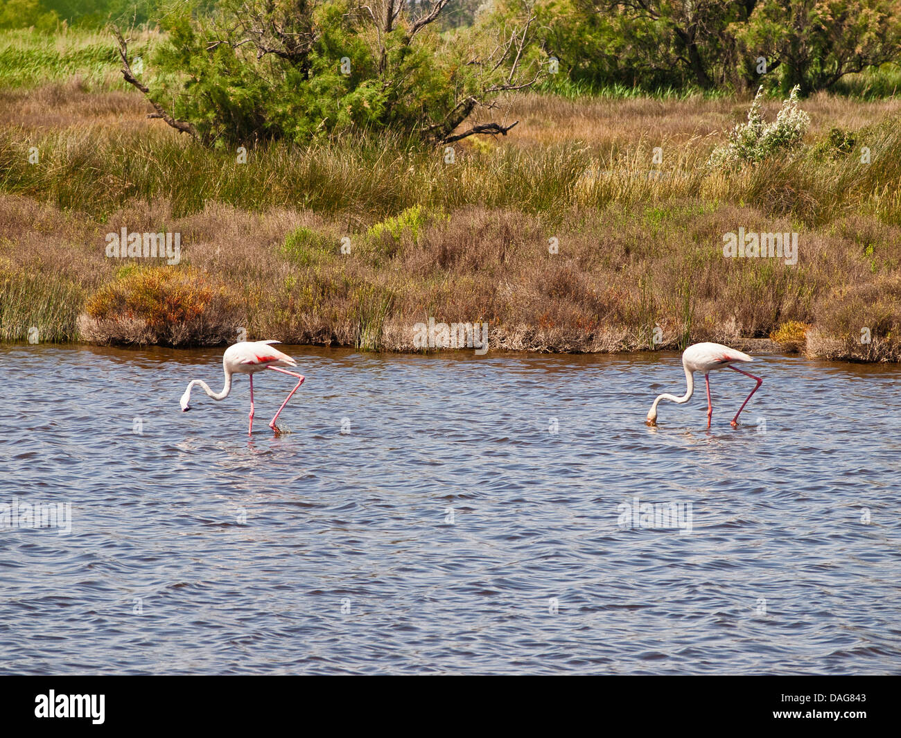 Camargue national park Banque de photographies et d’images à haute ...