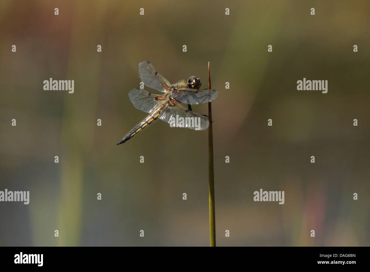 Libellule en vol Banque de photographies et d’images à haute résolution ...