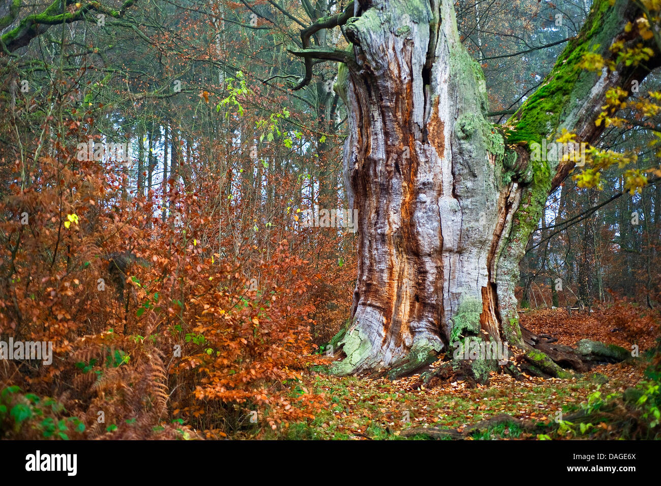 Le chêne commun, le chêne pédonculé, chêne pédonculé (Quercus robur ...