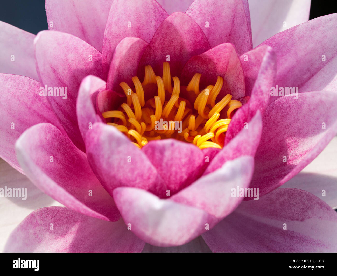 Rene gerard Banque de photographies et d’images à haute résolution - Alamy