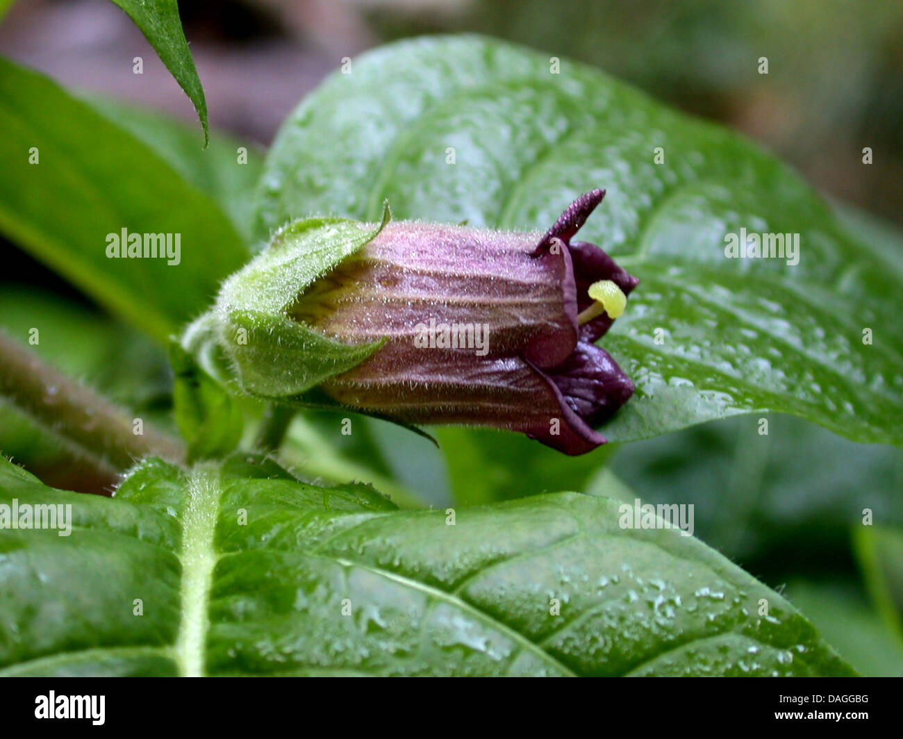Belladone (Atropa bella-donna, Atropa belladonna), fleur, Allemagne ...