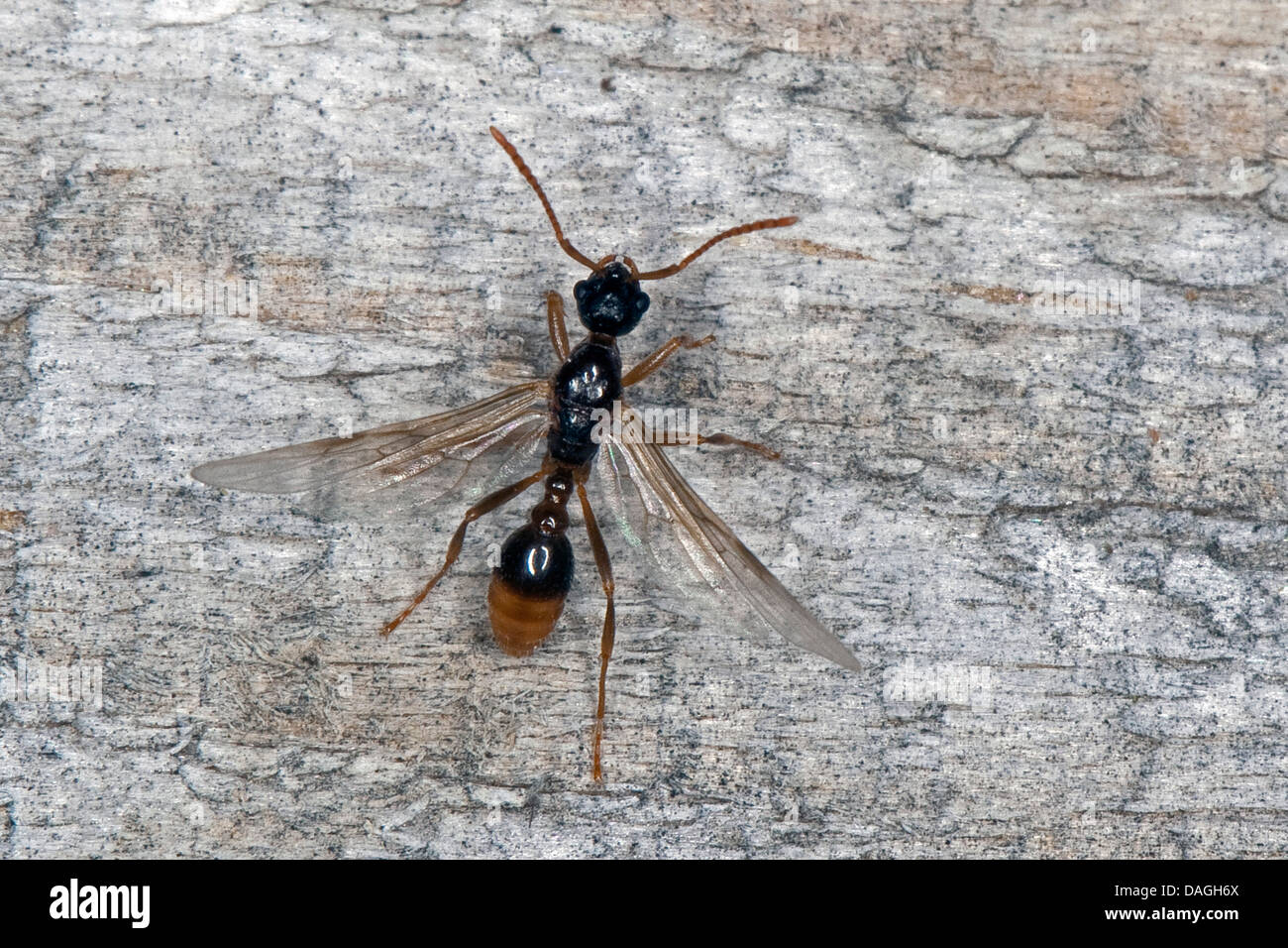 Fourmis rouges myrmicine myrmica spec Banque de photographies et d ...